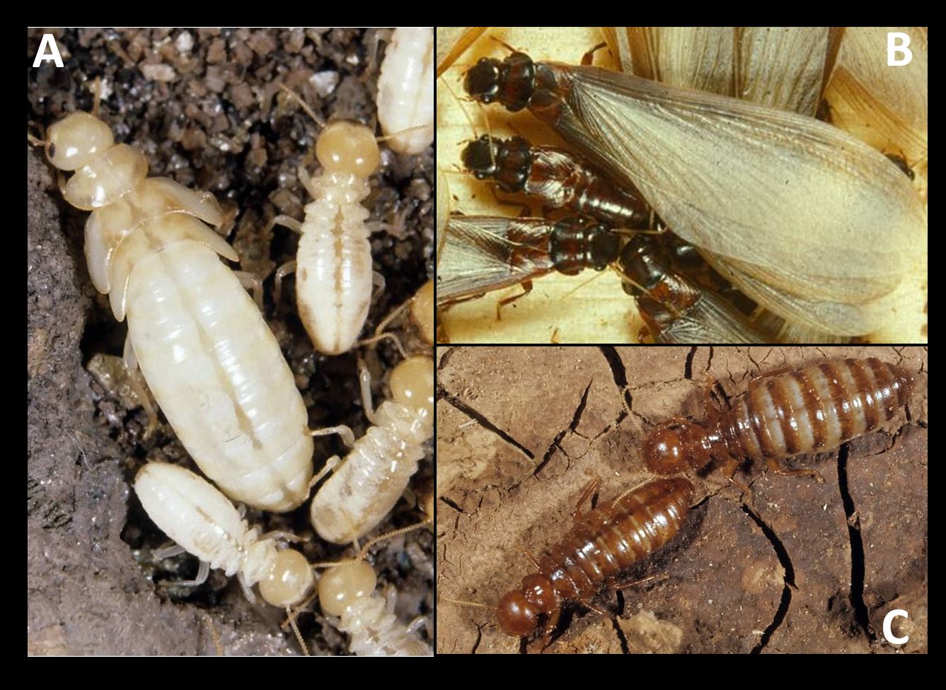 New paper on termite evolution online at American Naturalist | Chisholm Lab
